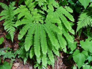 60+ PA Native Plants for a Thriving Pennsylvania Garden