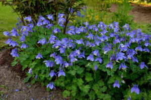 How to Attract Pollinators to Your Garden Like a Pro