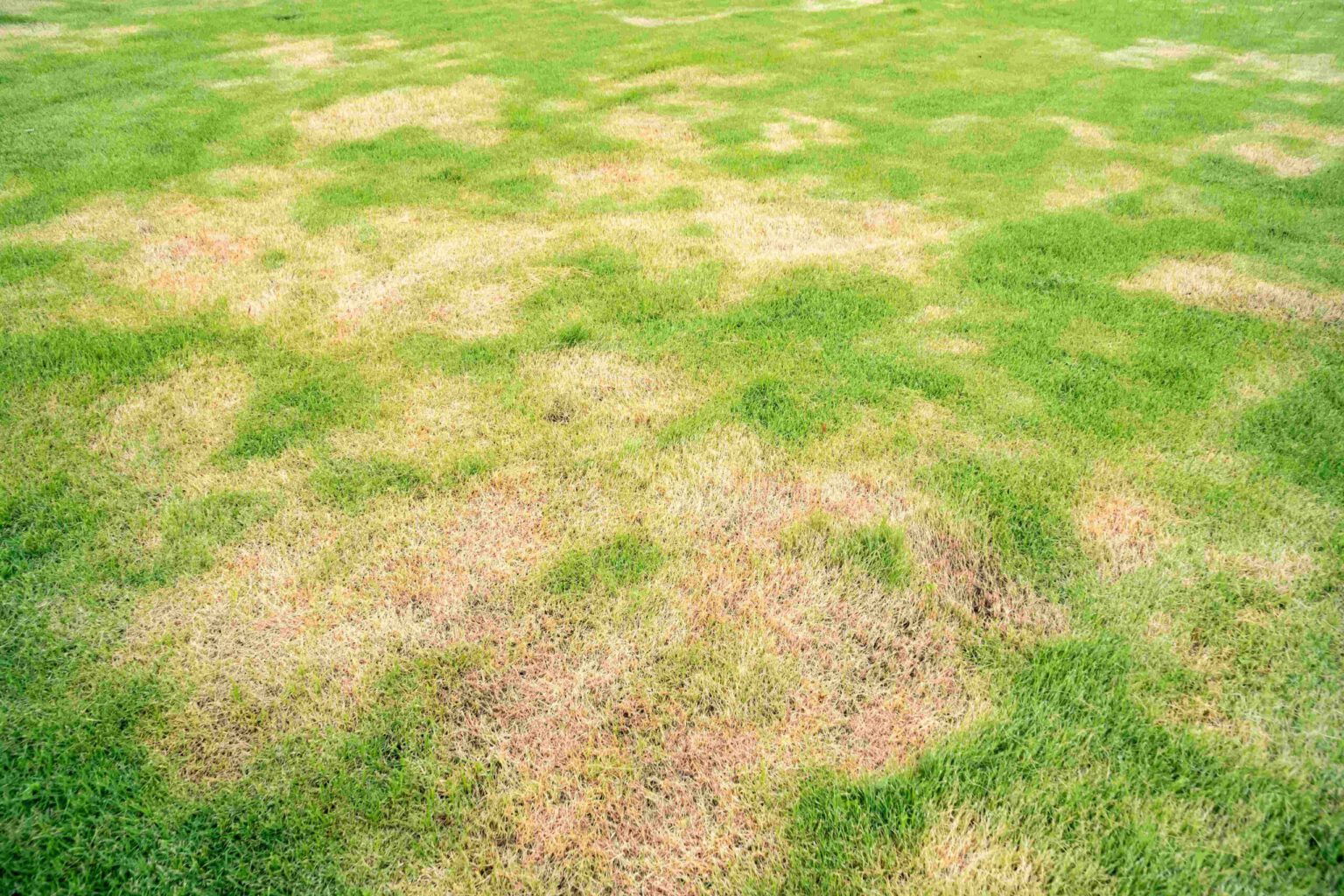 Step-by-Step Guide on How to Fix Dead Spots in Lawn - Stauffers of ...