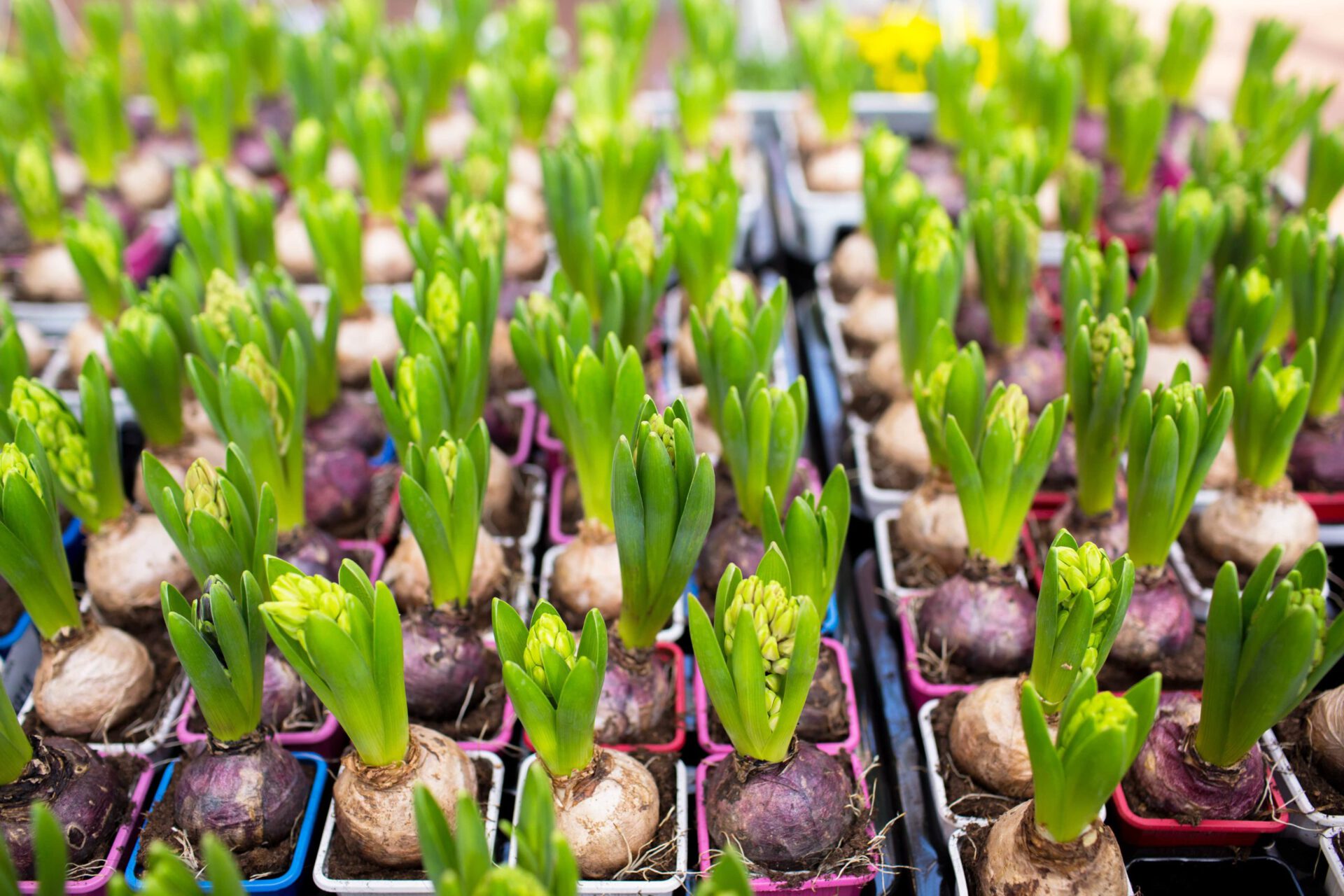 Forcing Bulbs Indoors: Everything You Need to Know About Indoor Bulb ...